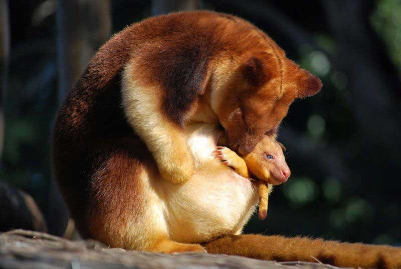 Tree kangaroo mama and her baby - Teh Cute Tree kangaroo mama and her baby - Teh Cute