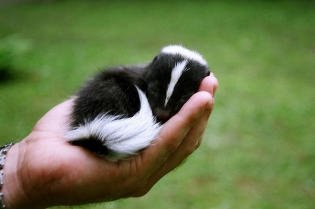 Baby skunk is sleeping - Teh Cute