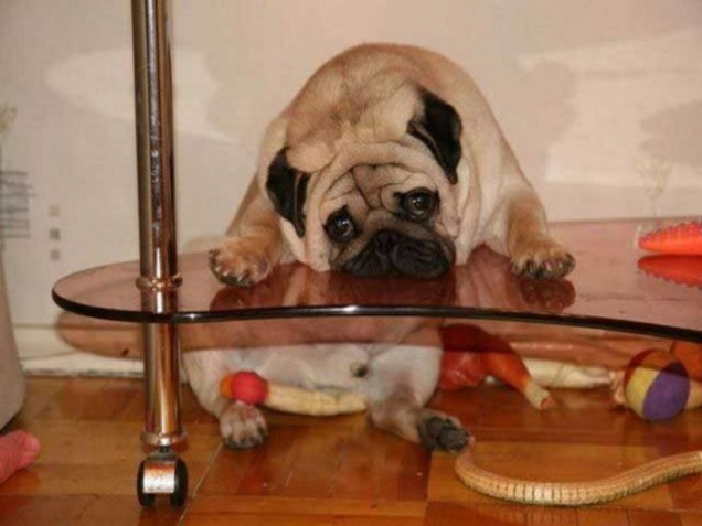 Relaxing pug - Teh Cute