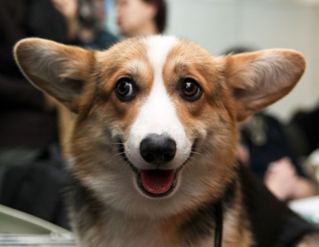 Happy corgi - Teh Cute