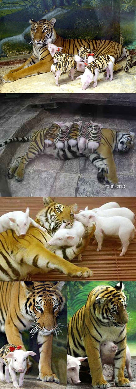 Tiger vs. piglets - Teh Cute