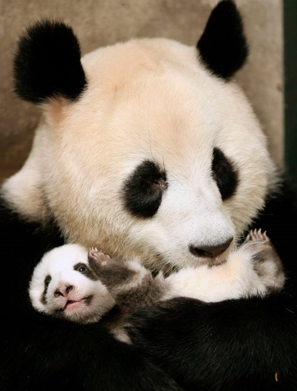 Panda mom hugs her cub - Teh Cute