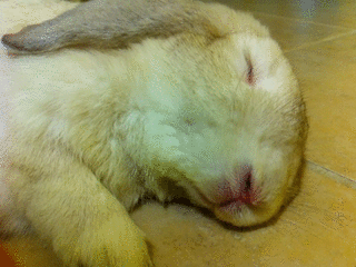 Sleeping bunny - Teh Cute