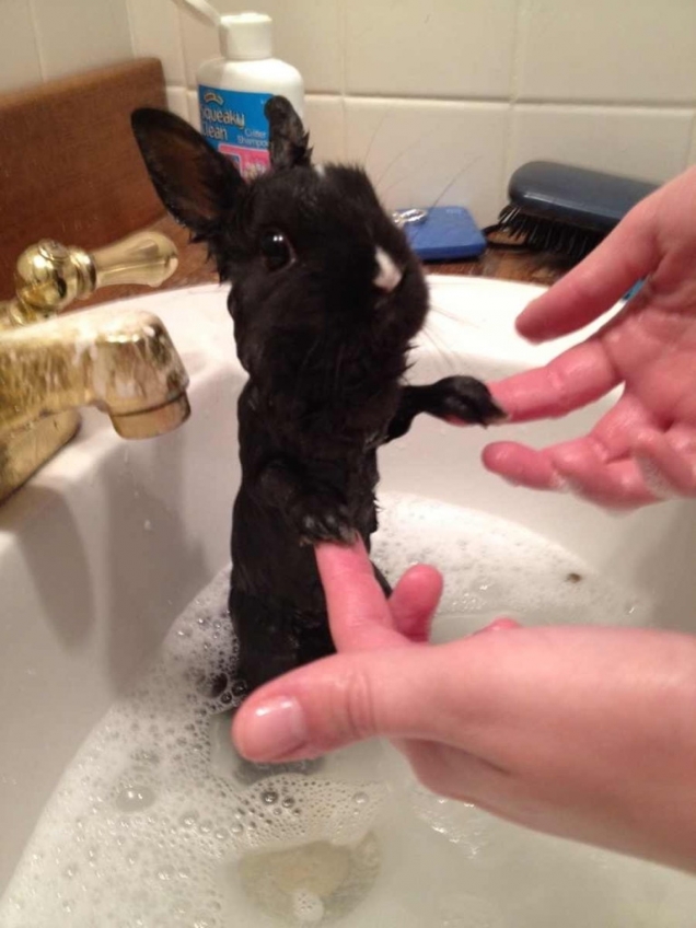 Bunny is taking a bath - Teh Cute