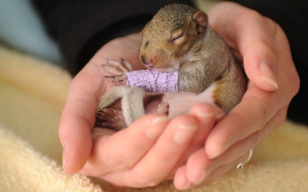 Baby squirrel with injured leg - Teh Cute