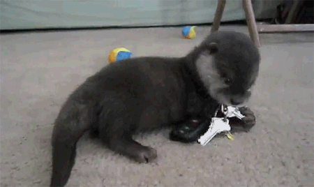 Baby otter plays with keys - Teh Cute