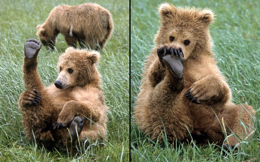 Bear cub plays with foot - Teh Cute