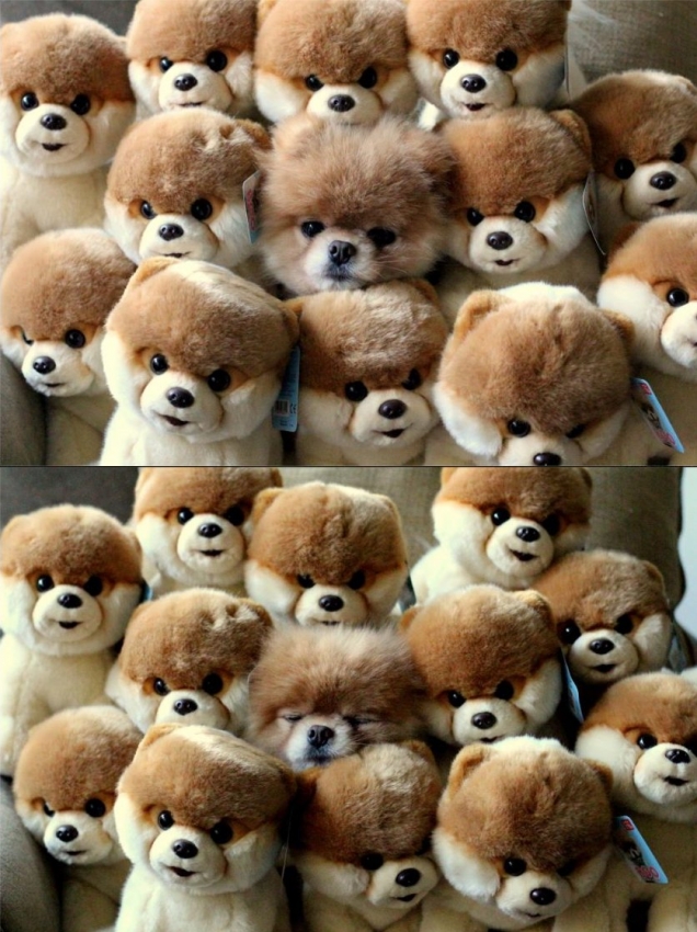 Spot the intruder - Teh Cute