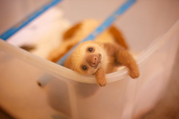 Baby sloth - Teh Cute