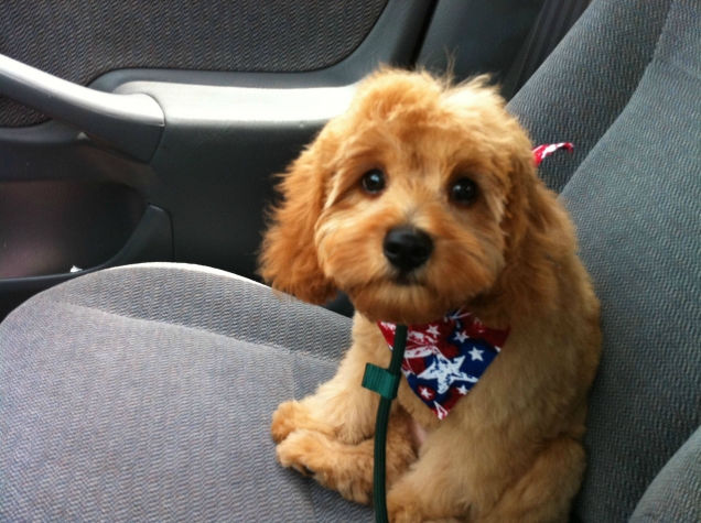 Cute cavapoo puppy - Teh Cute