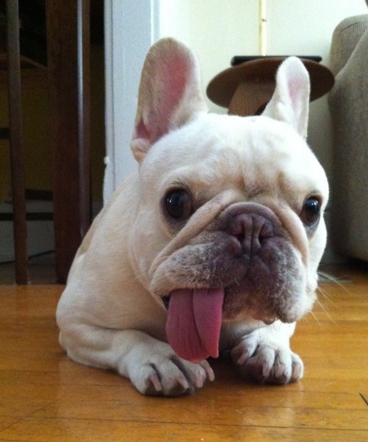 Derpy french bulldog - Teh Cute