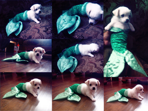 Merpuppy - Teh Cute