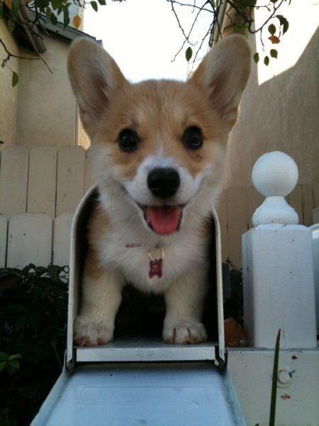 You've got mail! - Teh Cute