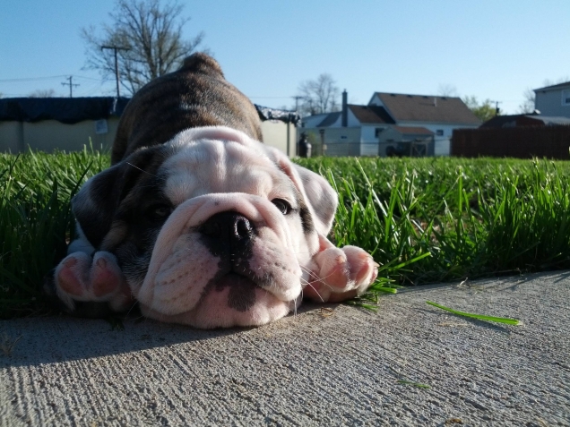 Cutest paws - Teh Cute