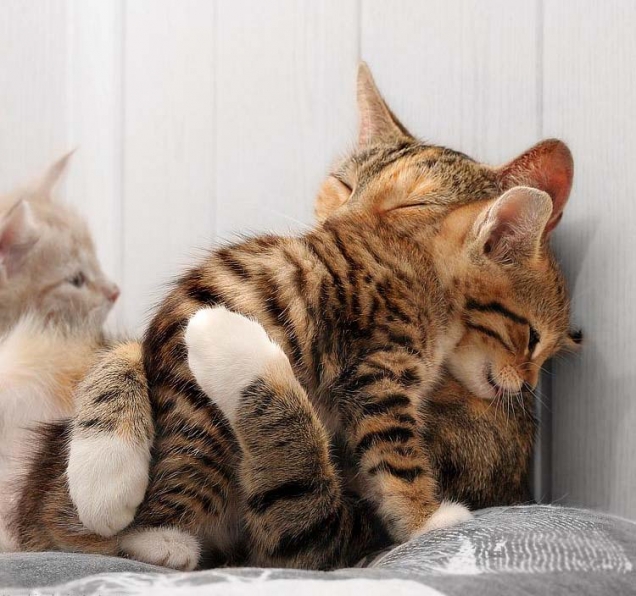Cuddly kittens - Teh Cute