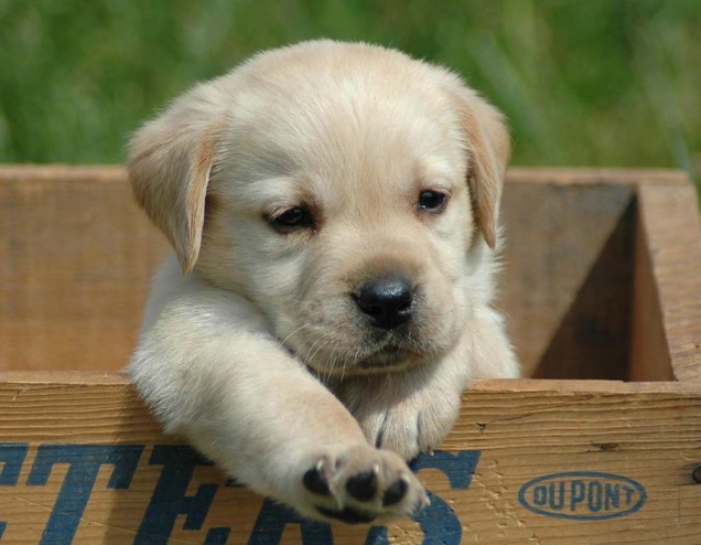 Labrador retriever in a box - Teh Cute