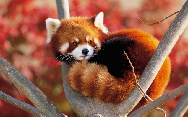 Red panda on a tree - Teh Cute