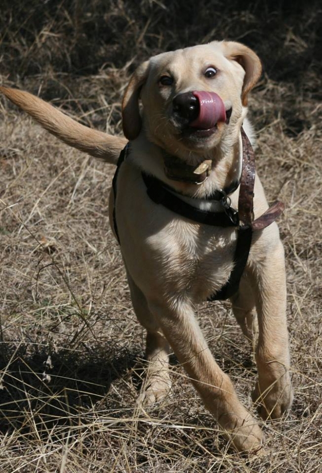 Derp running around - Teh Cute