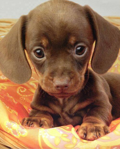 Little dachshund - Teh Cute