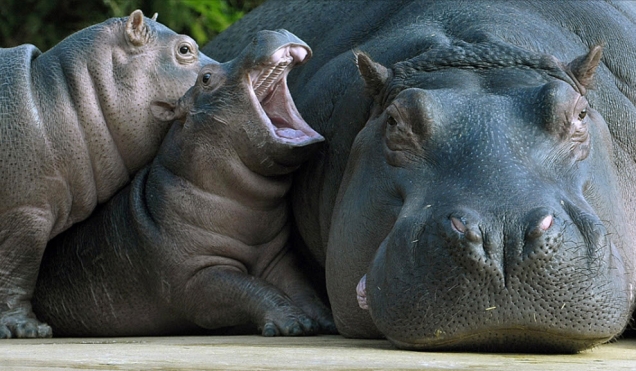 Hippo - Teh Cute